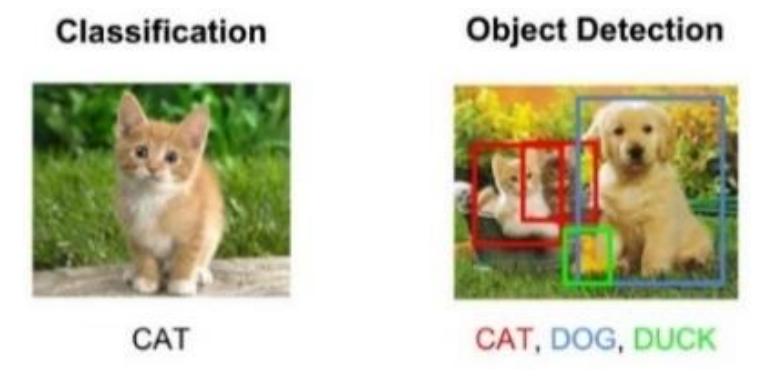 Image classification and object detection in this study, the