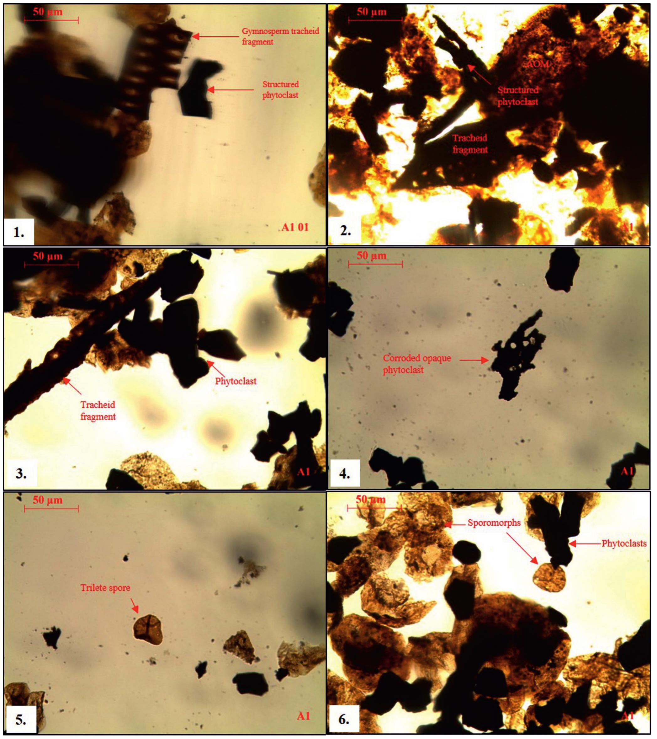 —different phytoclast groups in sample a1. 1. biostructure