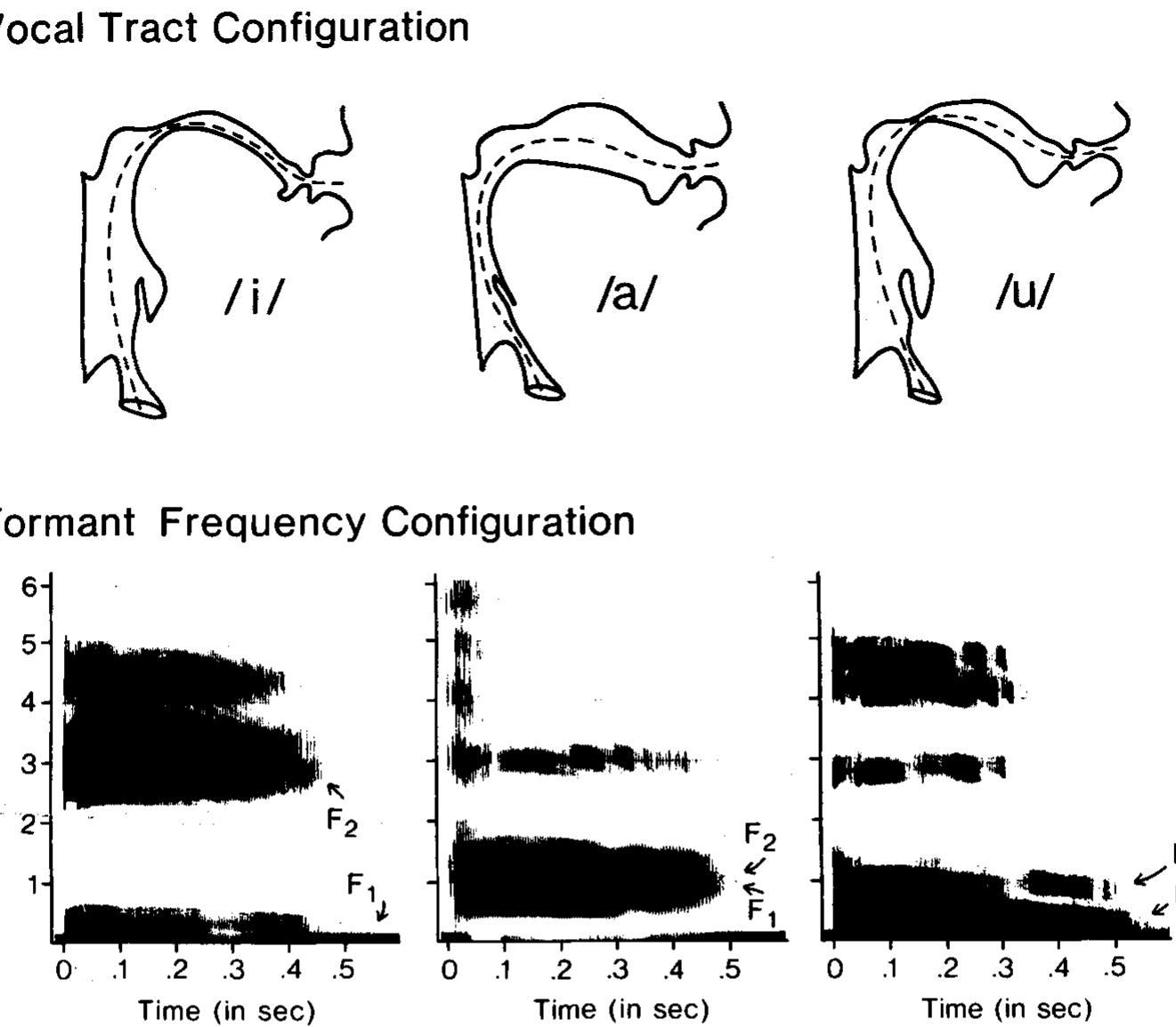 - vocal tract configurations for the three «point» vowels