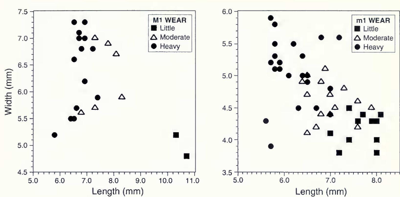 Fic. 2. bivariate plots of upper and lower first molars,