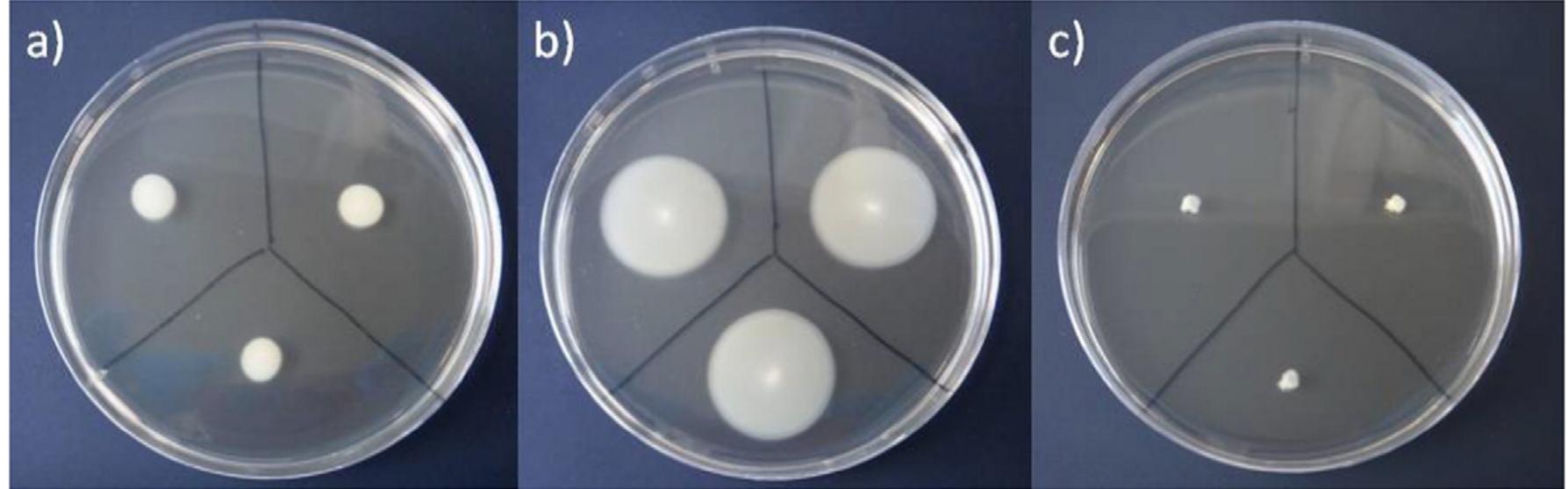 Motility assay of listeria monocytogenes 15go01 after 24
