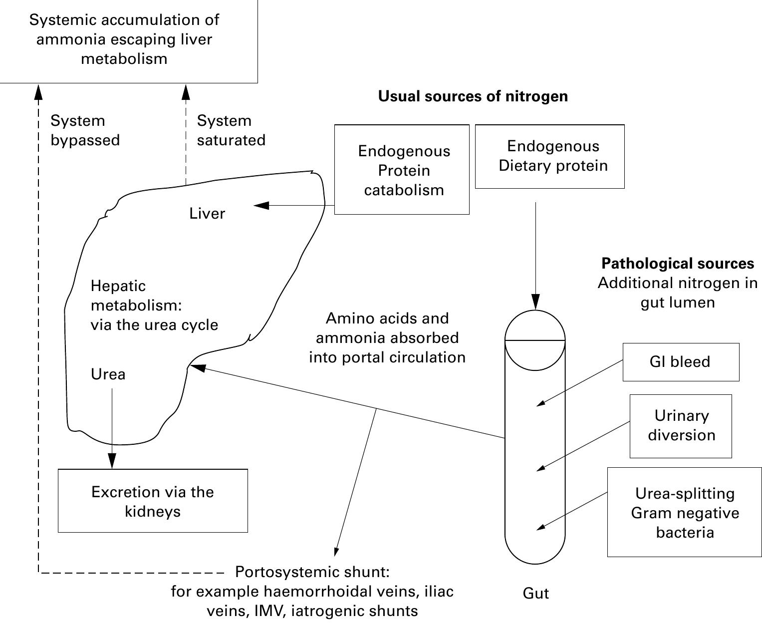Schematic representation of the major sources of ammonia