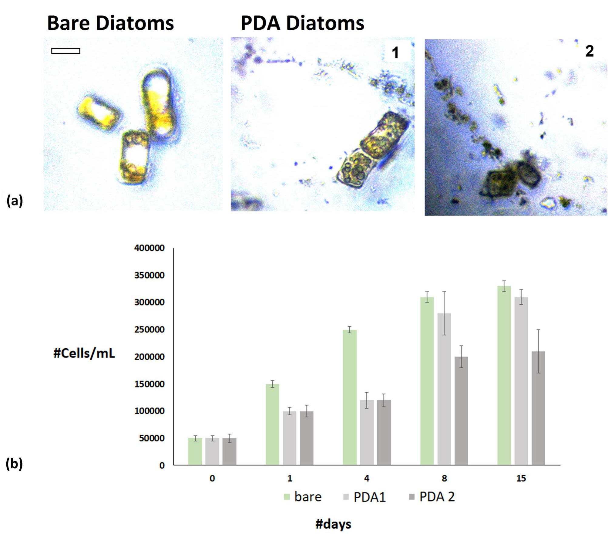 A reflection microscopy pictures of living bare, single pda
