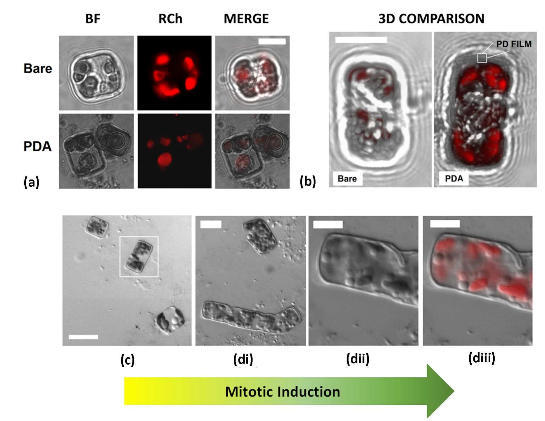 Confocal microscopy images of single pda-coated diatom and