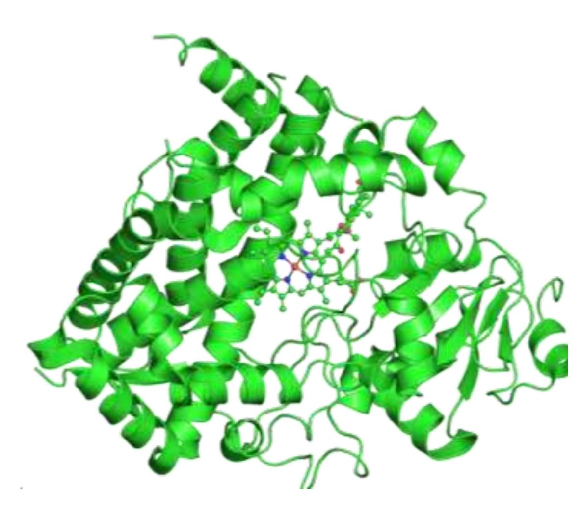 7th chromosome. figure 1.7 shows the cyp3a4 protein. in