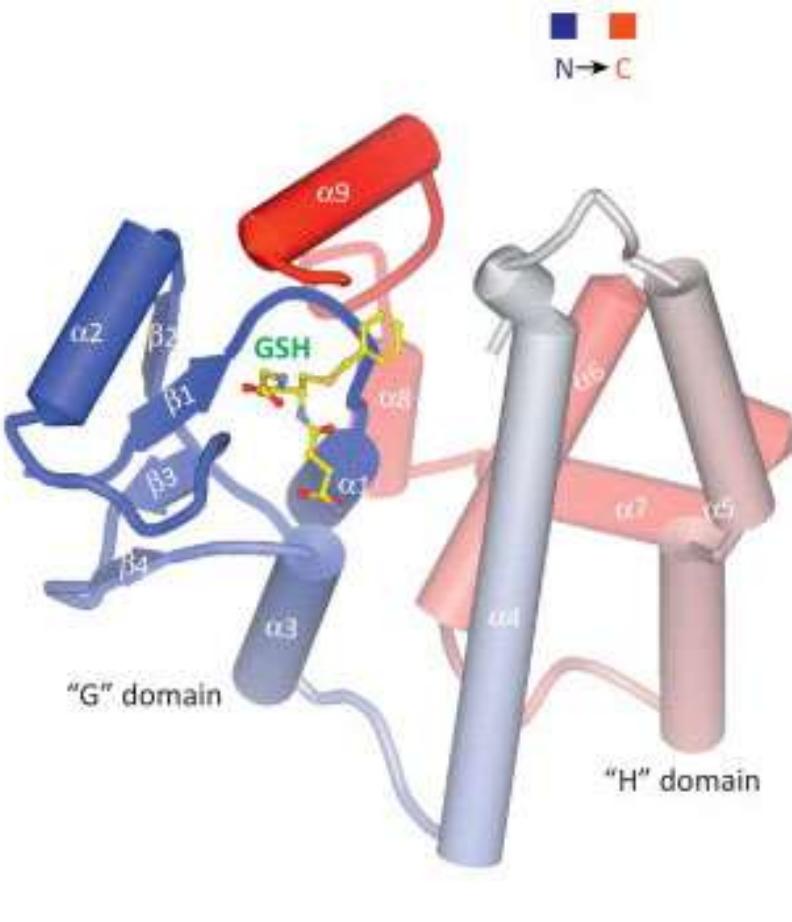 Oakley, 2011). figure 1.9 shows the gst enzyme structure.