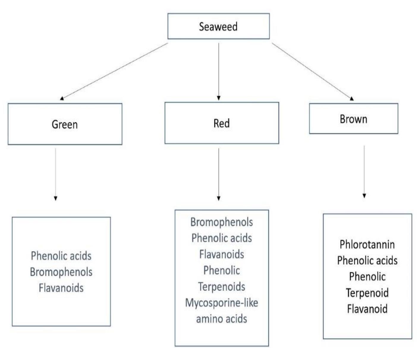 Classification of the main types of seaweed and their