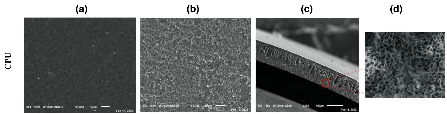 Sem images of a top b bottom and ¢ cross section d sponge