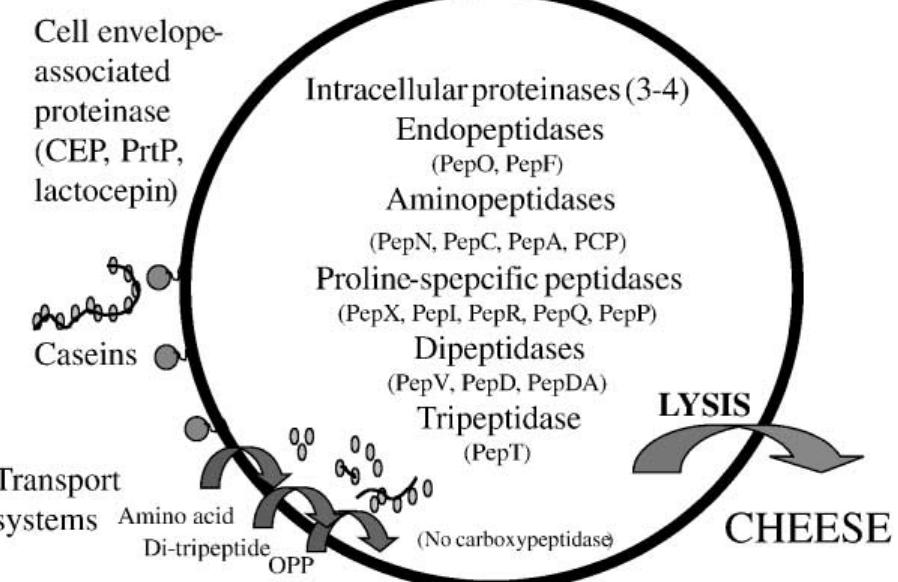 Figure 3 - from Advances in the study of proteolysis during