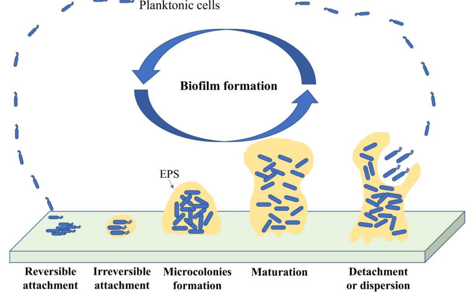 Schematic diagram of different stages in biofilm