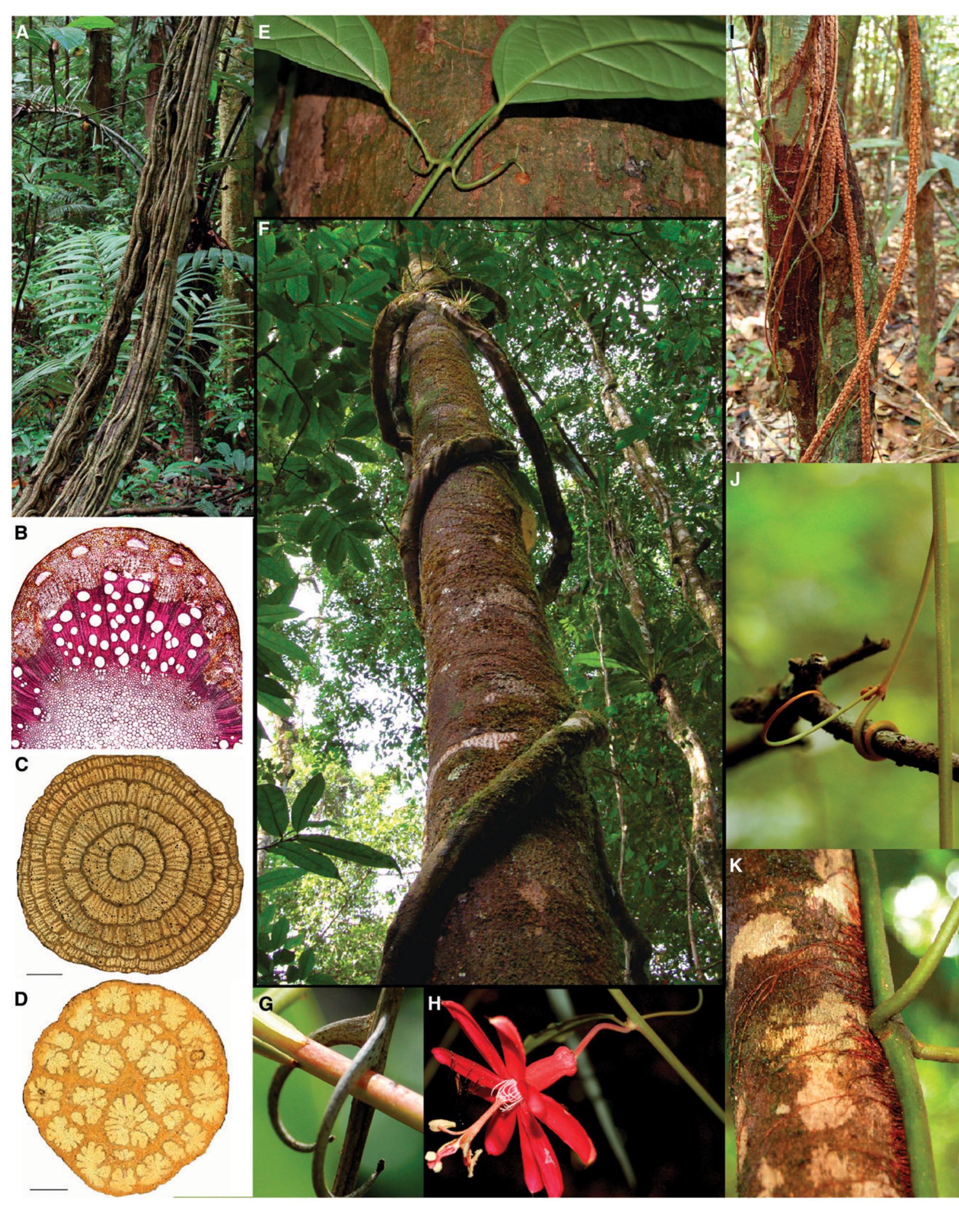 Figure 1 - from Moving with climbing plants from Charles