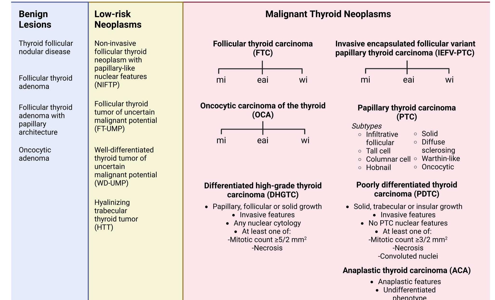 Main diagnostic groups of the 2022 who classification of