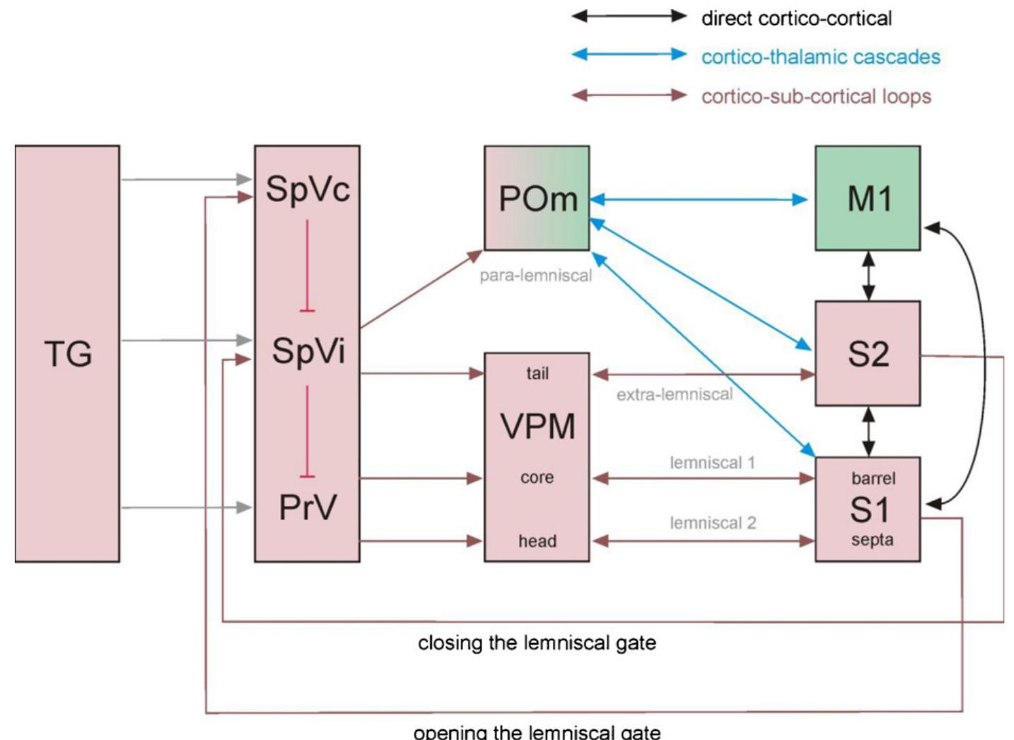 Schematic demonstrating the ascending pathways in the rodent