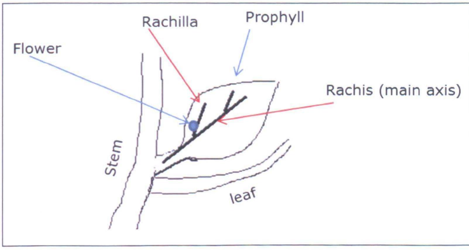 1: structure of inflorescences in date palm; representing