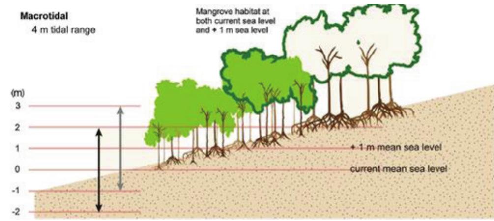 Comparison of sea level rise relocation of the mangrove