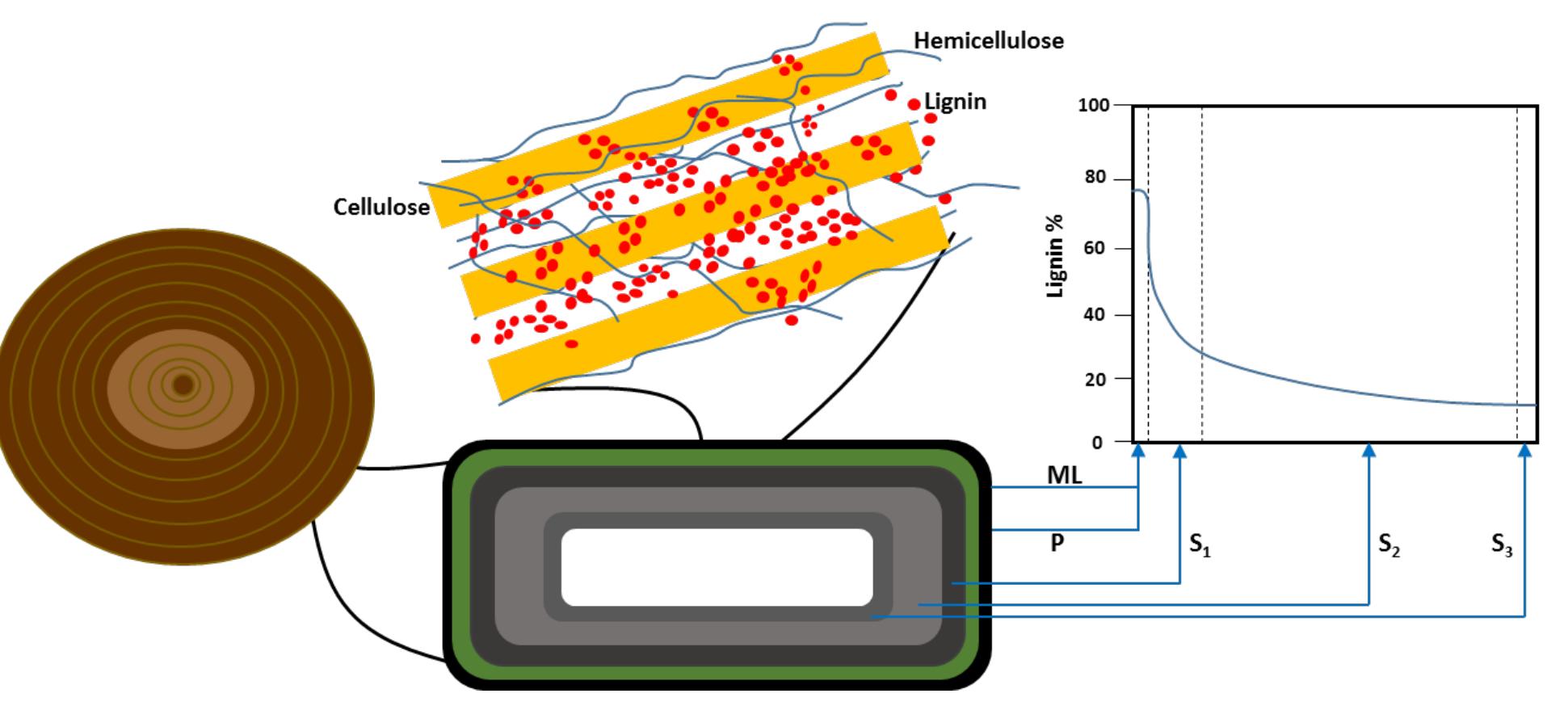 The ultrastructure of wood cell wall and a schematic diagram
