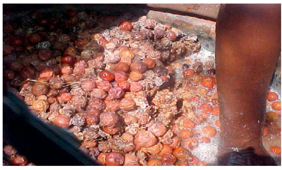 Figure 3 - Traditional Processing ofMasauFruits (Ziziphus