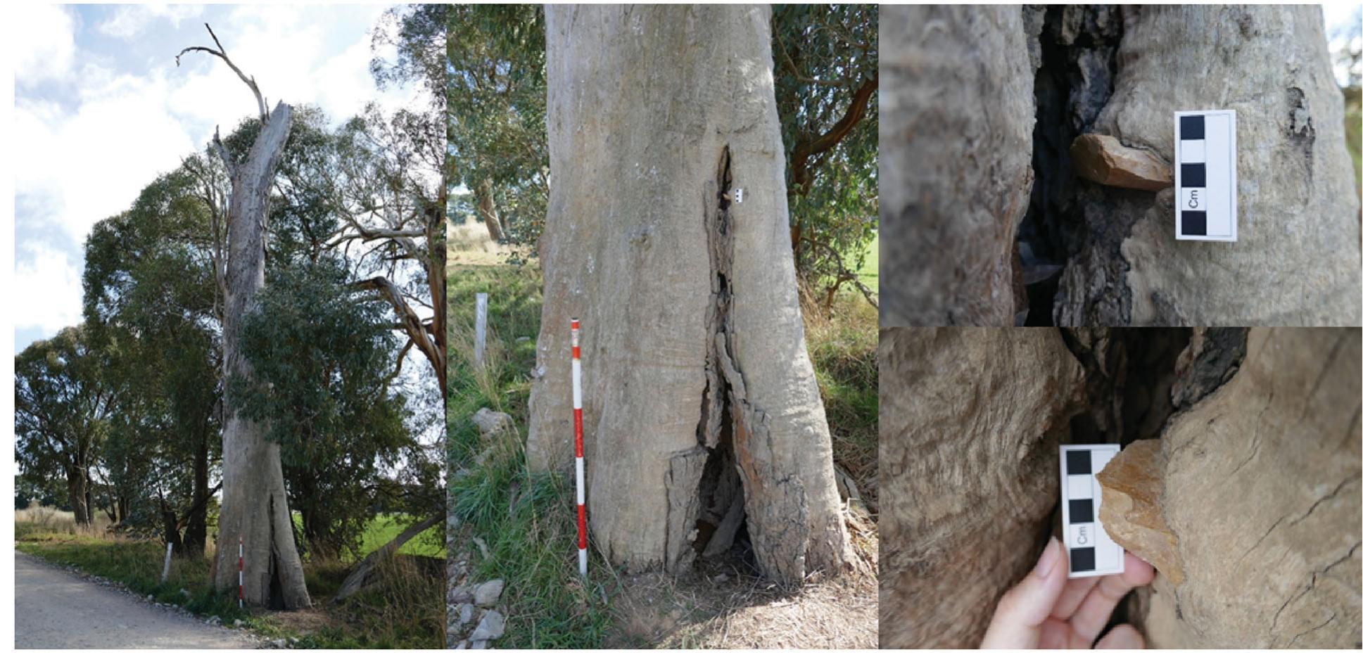 The tree (left), scar (centre), and embedded stone tool from