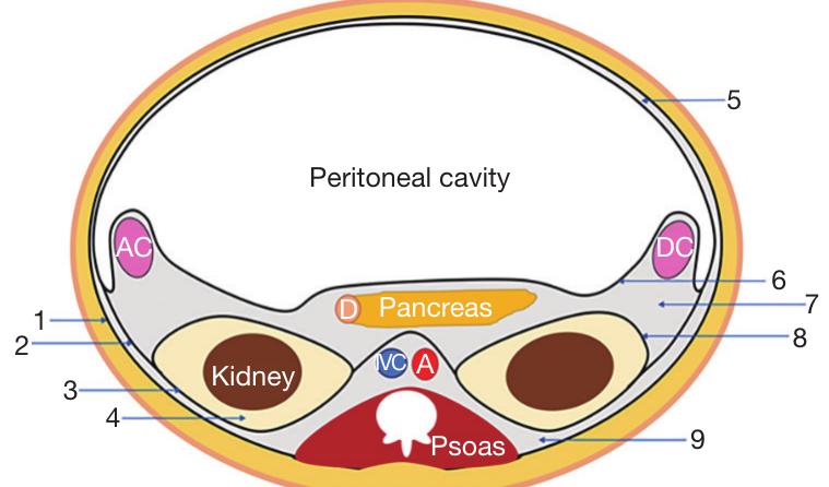 Retroperitoneal space. [1] transversalis fascia; [2]