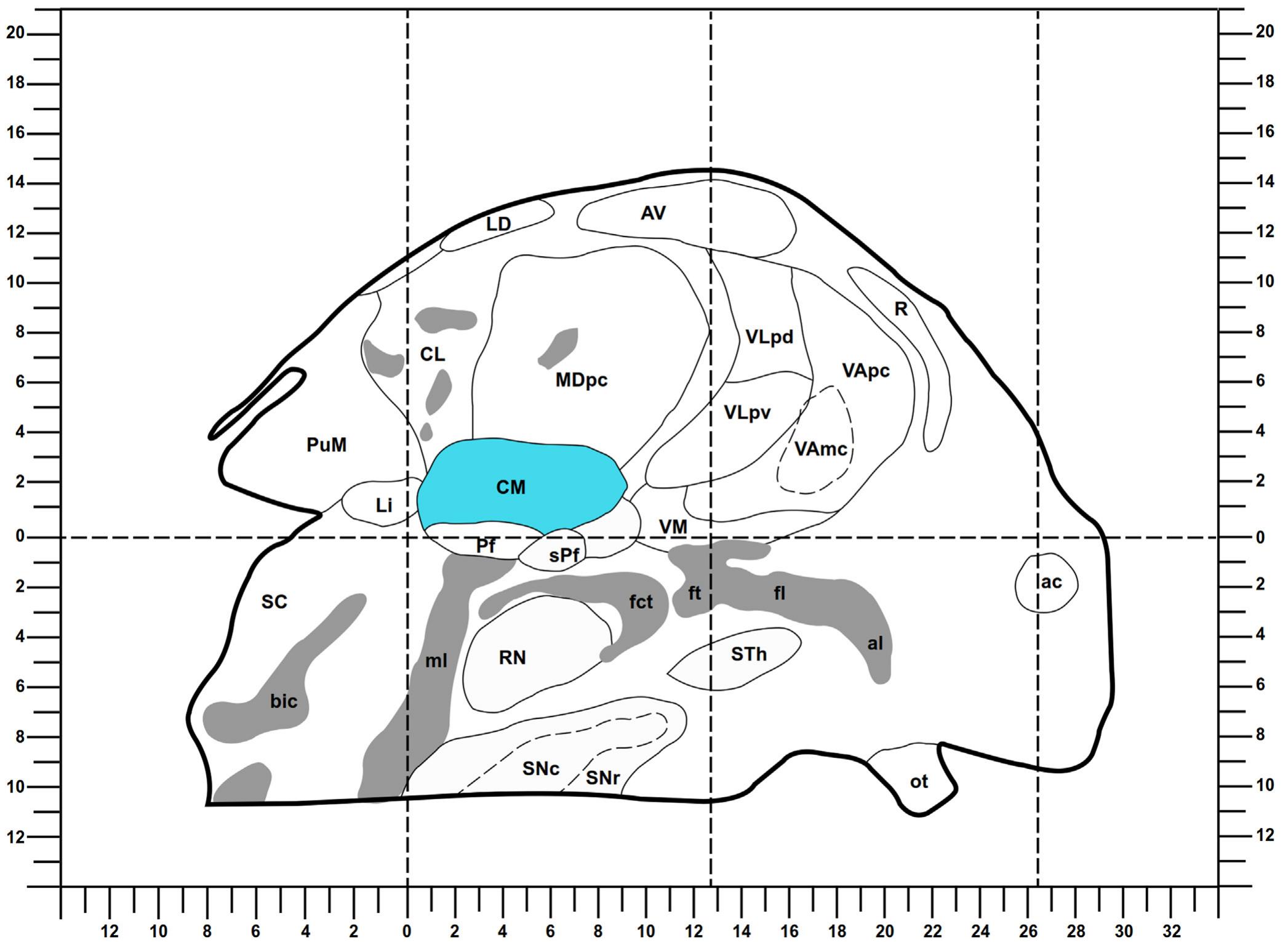 Anatomic illustration of a sagittal section through the