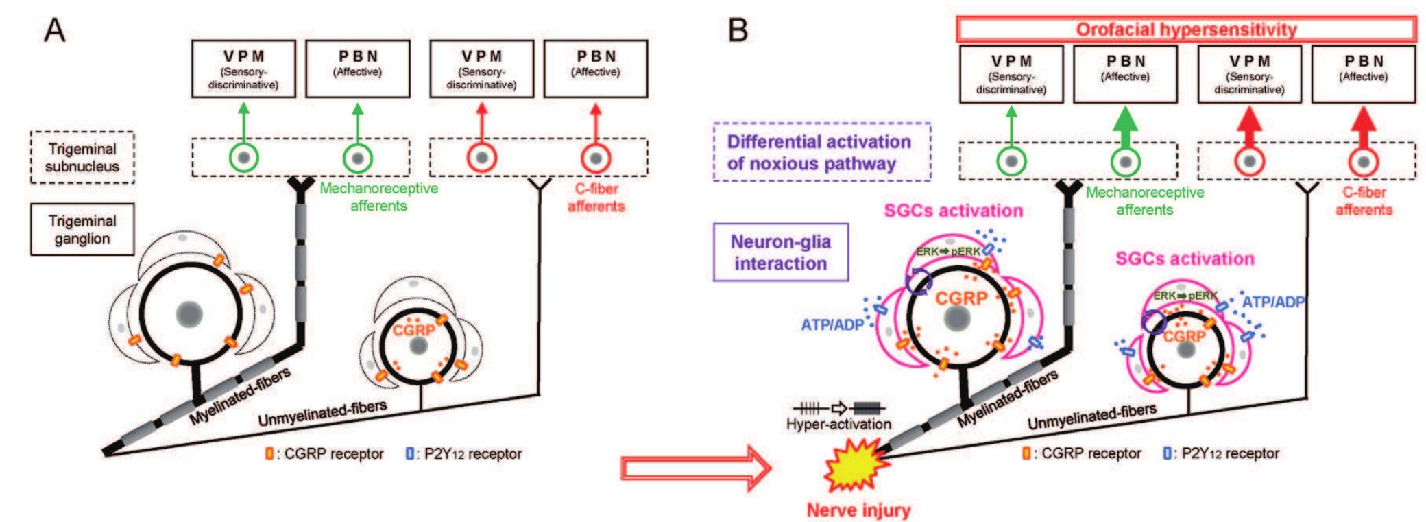 Schematic diagram of activated ascending nociceptive