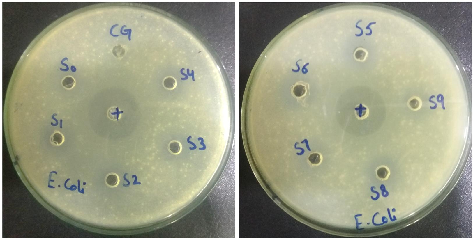 Nutrient agar plates showing zones of inhibition of all