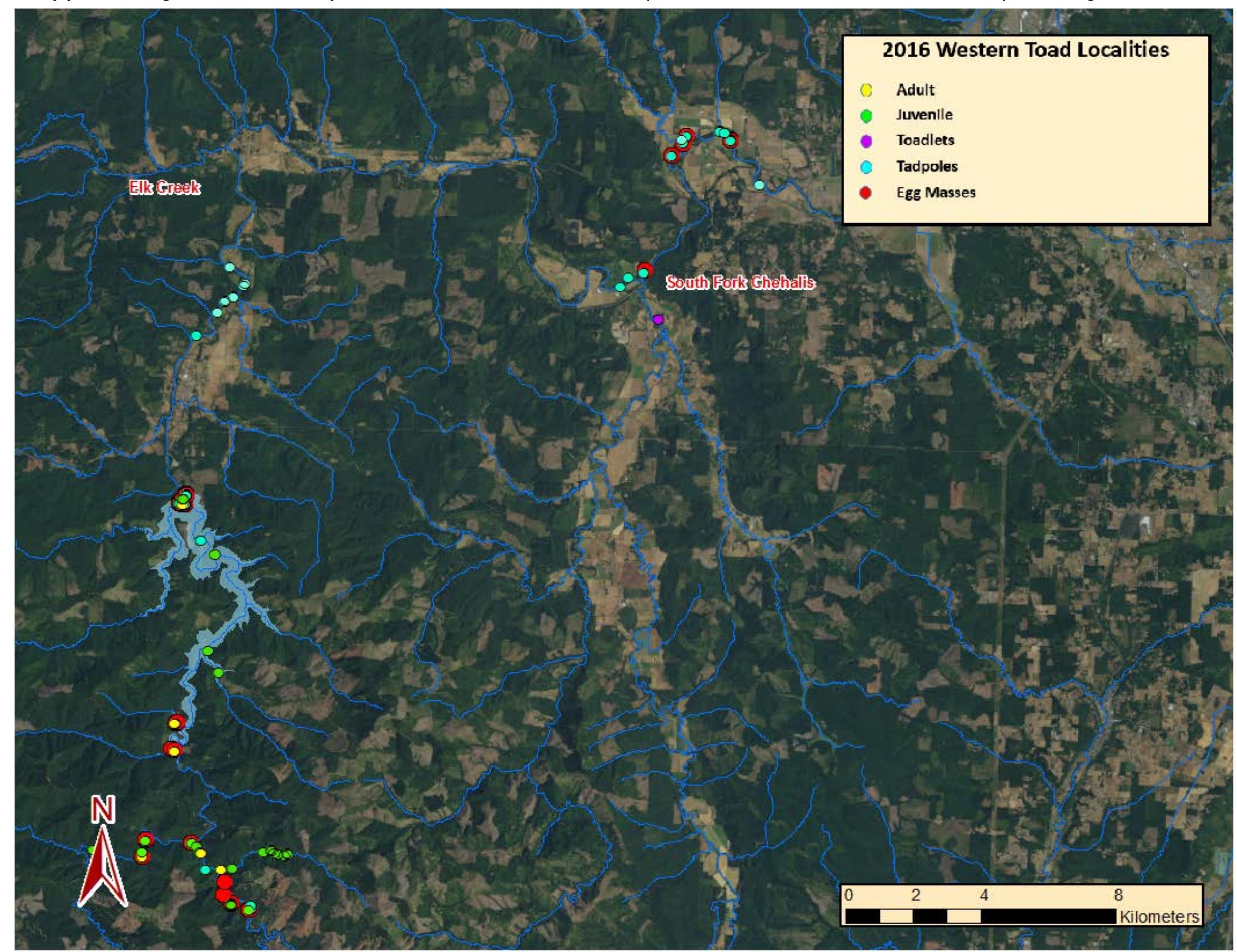 Ppendix figure 4. 2016 map of western toads locations