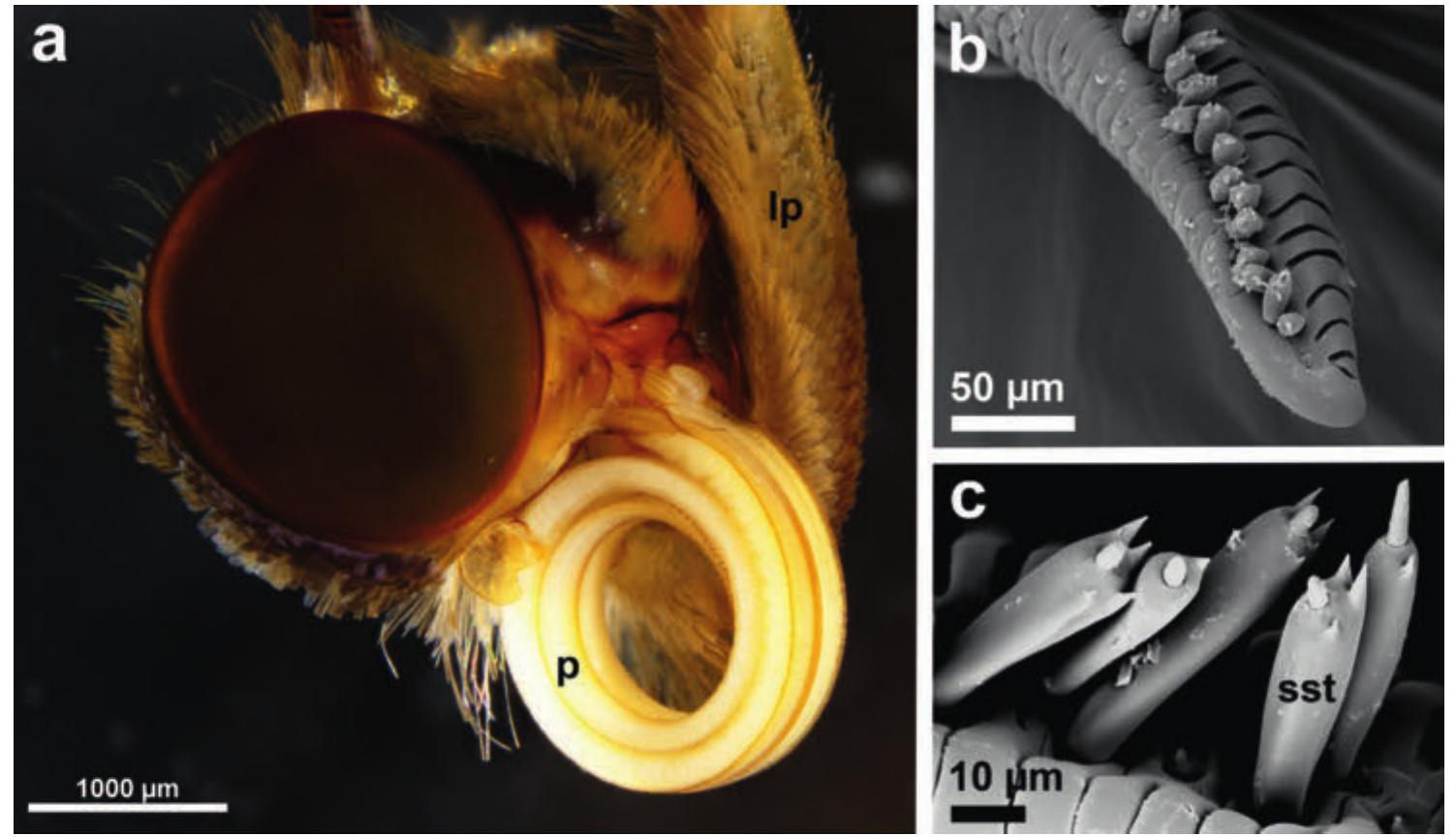 Mouthparts of consul fabius (charaxinae, nymphalidae). (a)