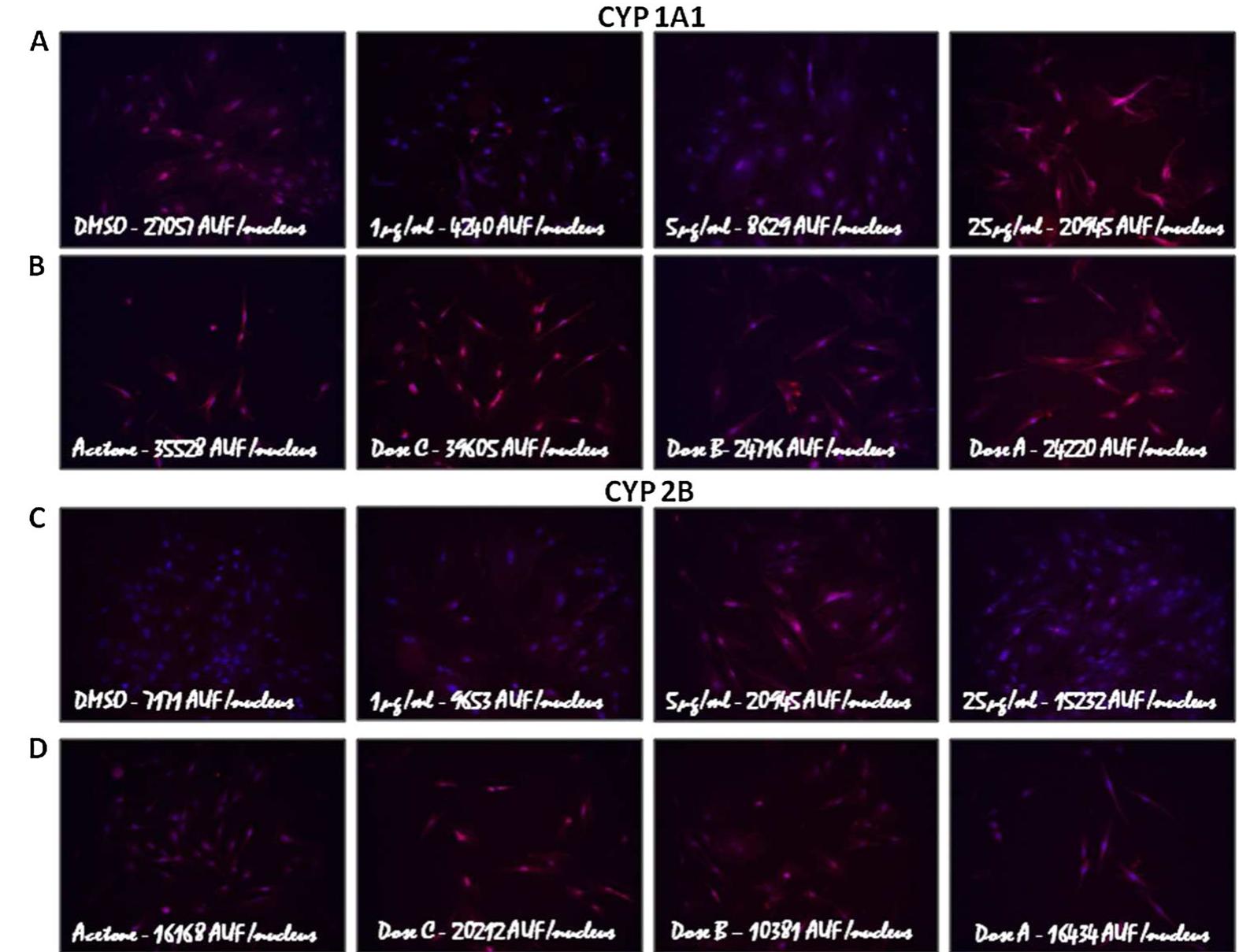 Immunofluorescence of cyp1a1 and cyp2b in cultured