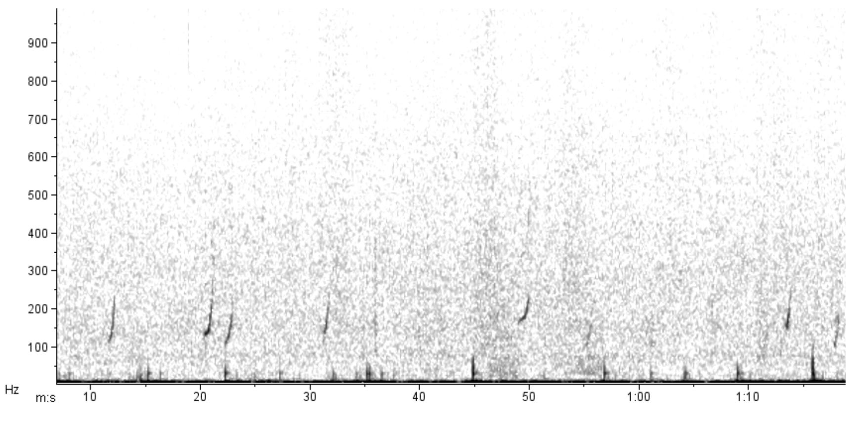 15 example spectrogram of north atlantic right whale calls.