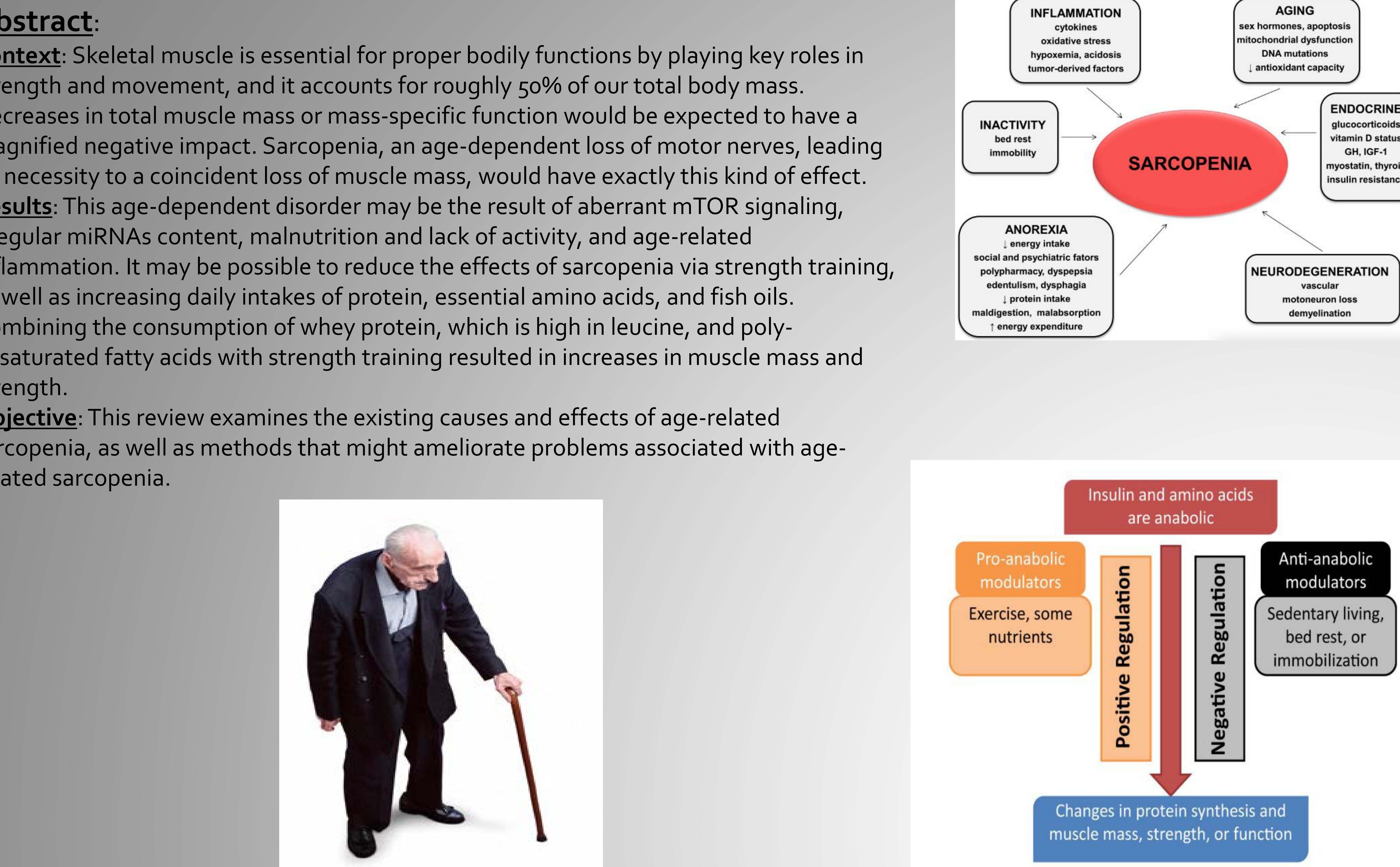 The proximal cause of sarcopenia is the loss of motor