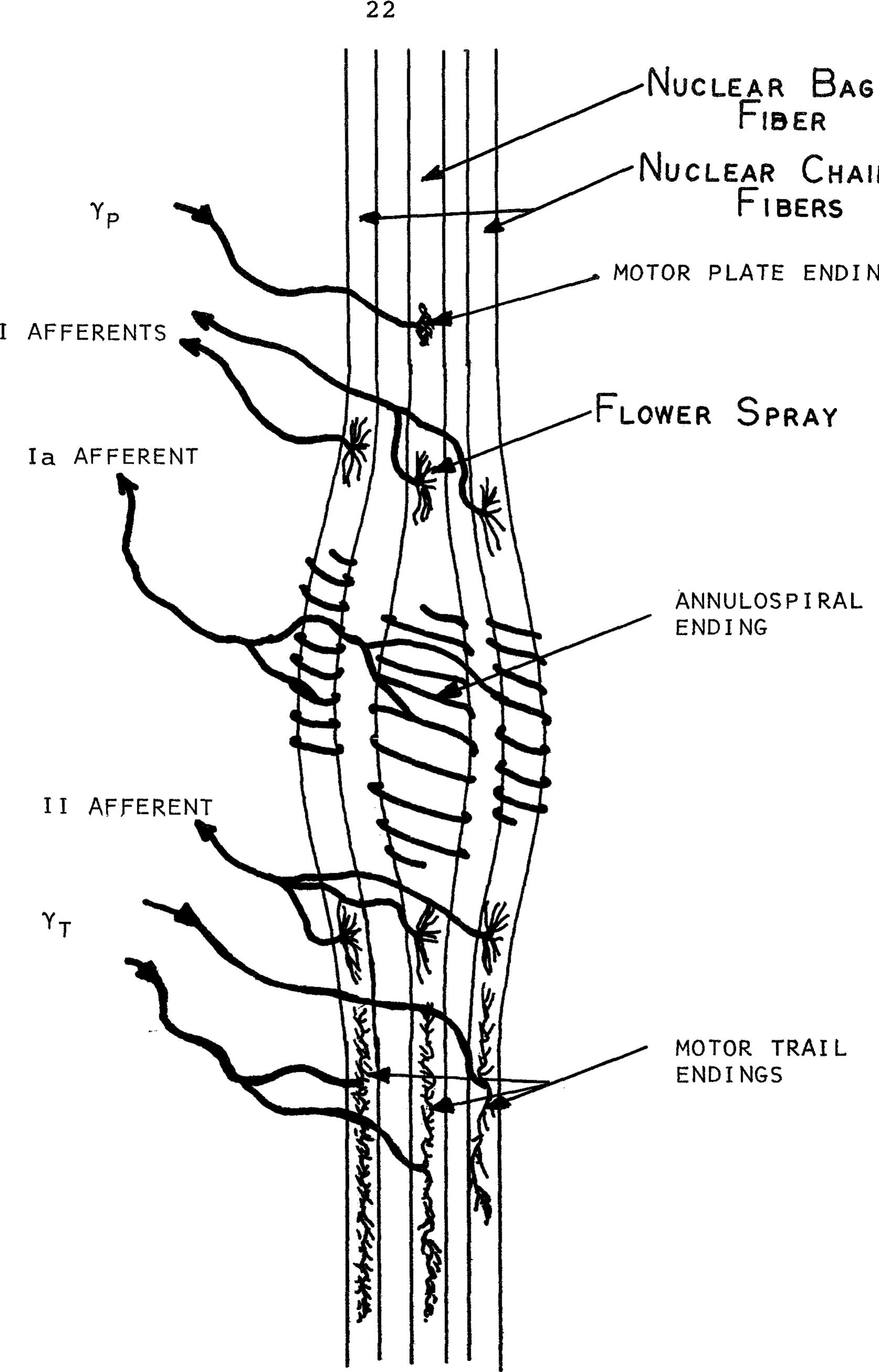 Figure 8 - Sensory feedback in human posture control