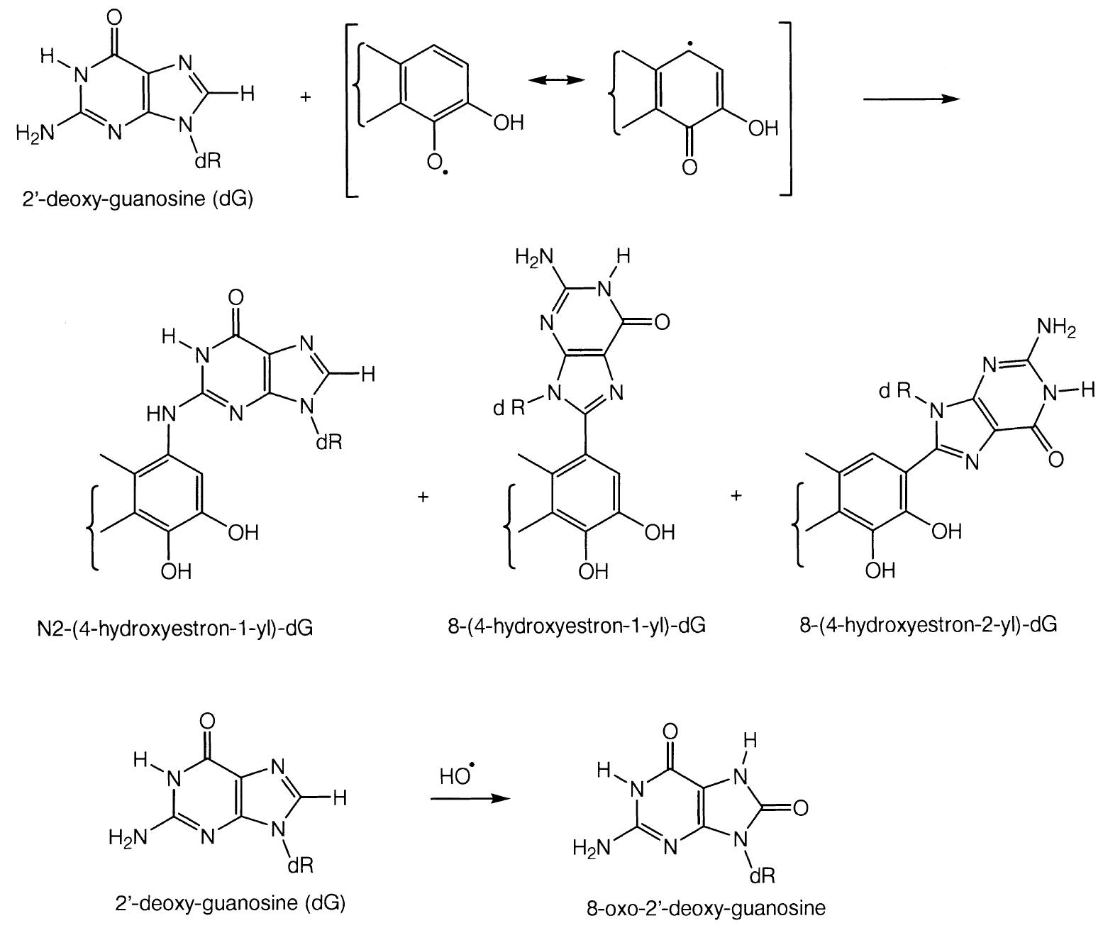 (a) dna adduct formation by the reaction of catechol