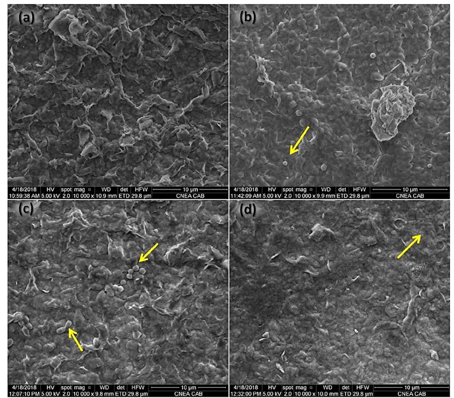 Scanning electron microscopy images of biofilm formation