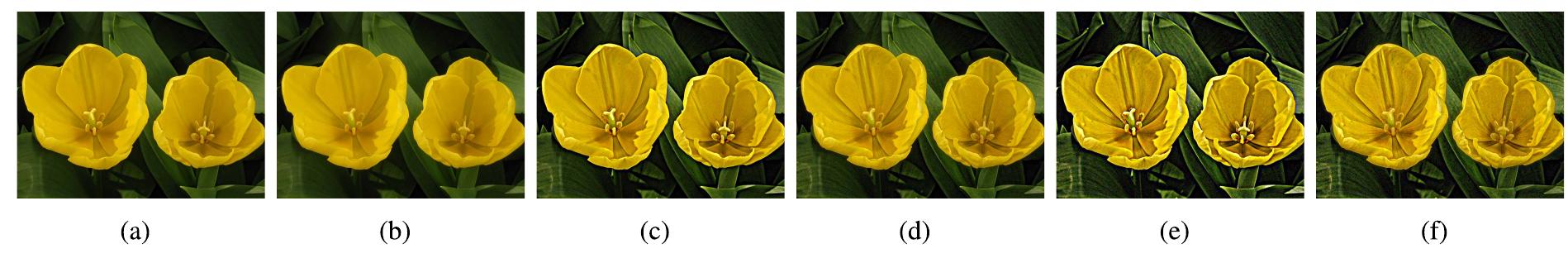 Comparison of the wgif with the gif in [14] by choosing four