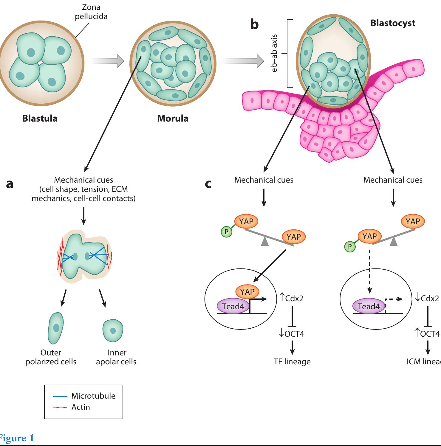 Mechanical control of asymmetric cell division in the early