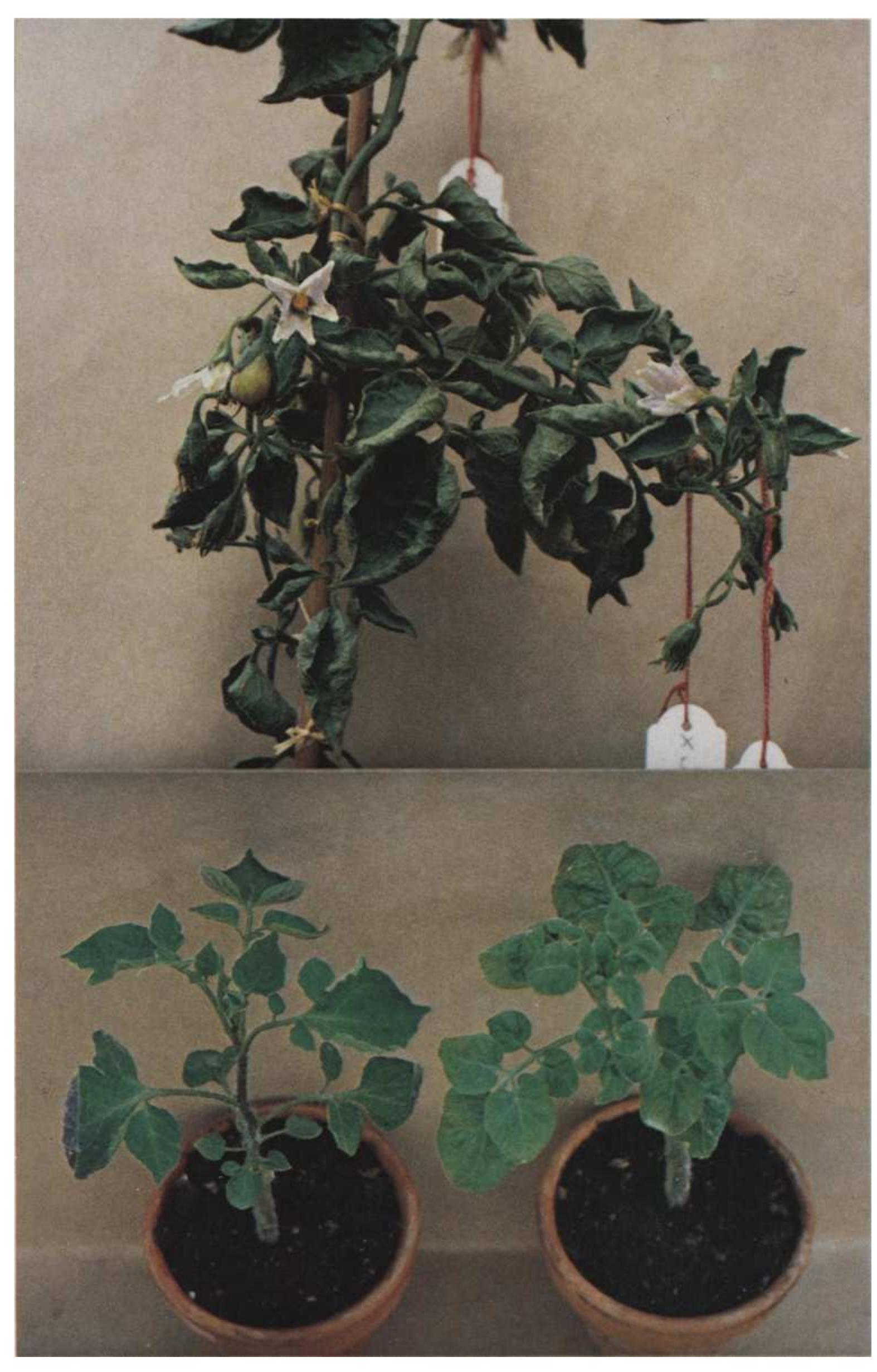 Figure 4 - Somatic Hybrid Plants of Potato and Tomato