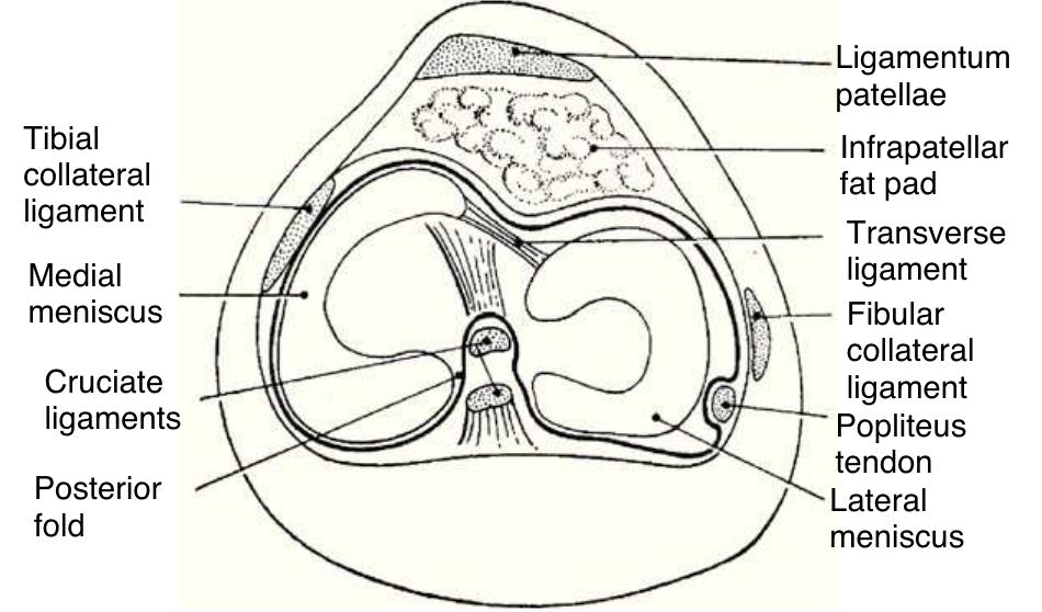 Sketch of a transverse section of the knee. the medial