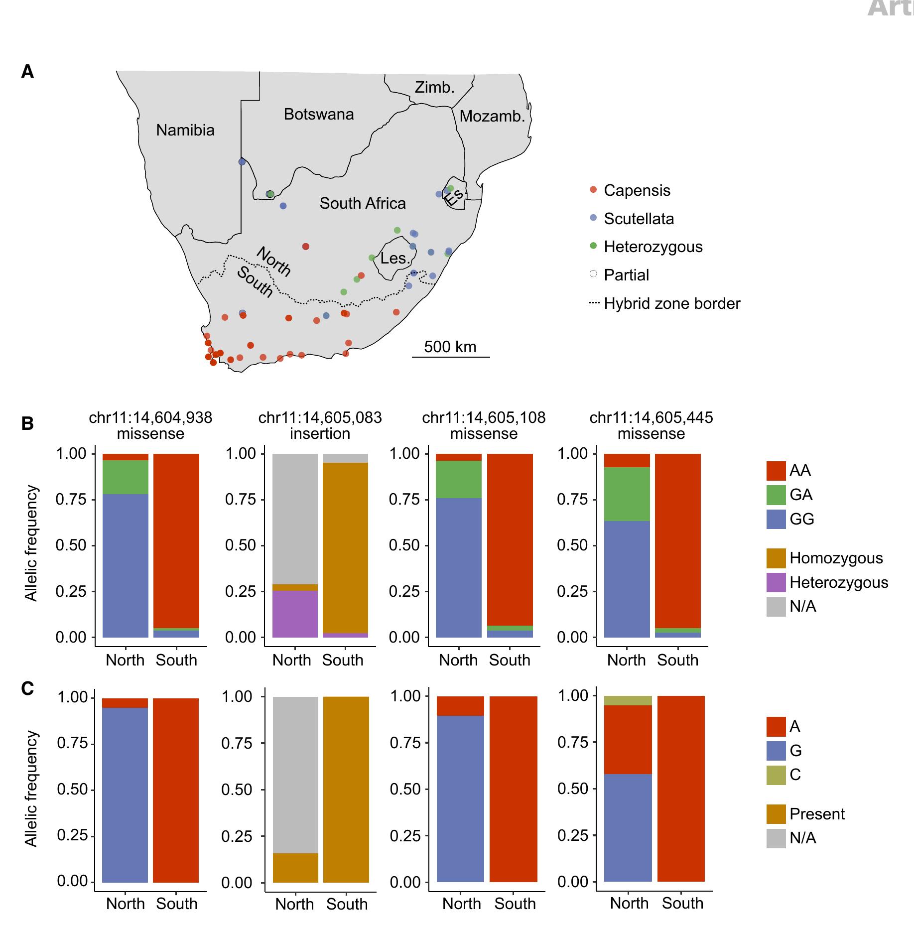 Segregation of gb45239 genetic variants around south