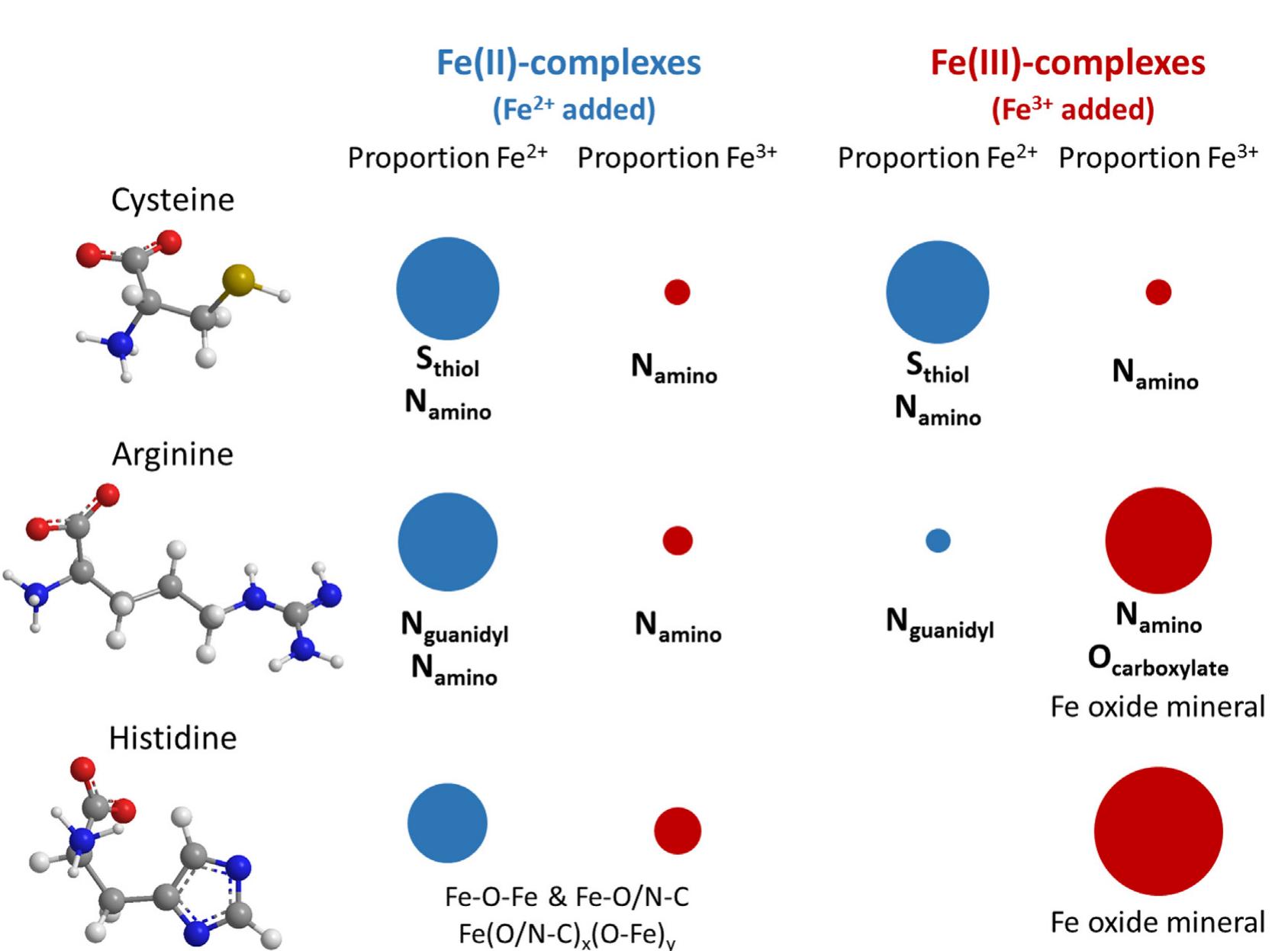 Chart showing fe redox species and binding environments that