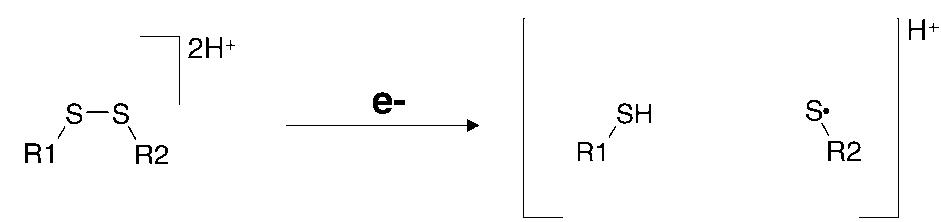 Cleavage of disulfide bonds following electron capture.