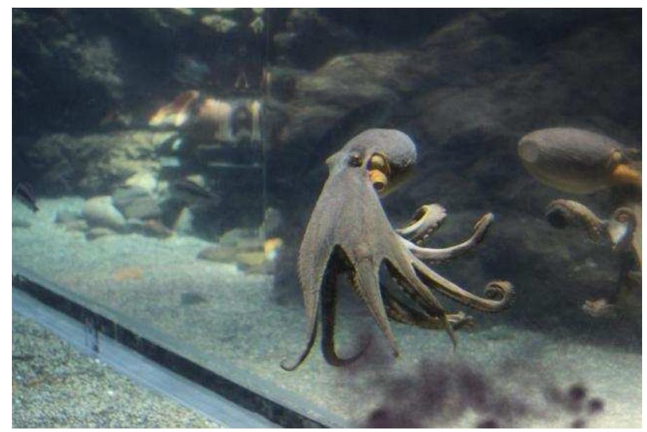 A photograph of an octopus enhanced with an animated ink jet