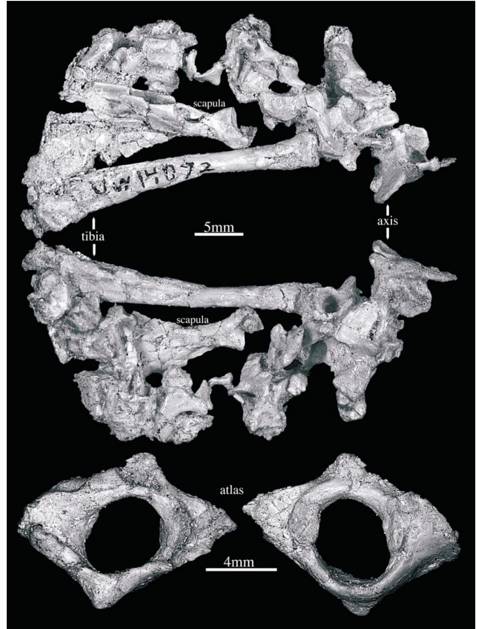 Uw 14072, scapula, tibia, fragmentary vertebral column