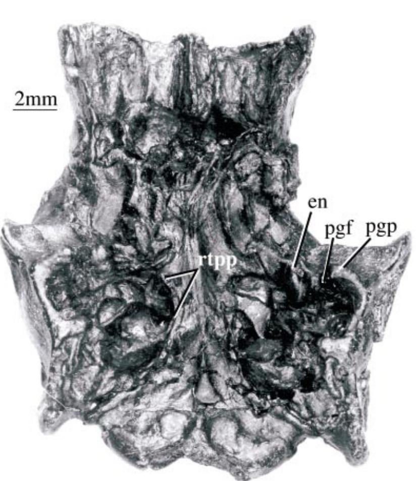 Ypm-pu 16521, ventral view of sil- ver coulee skull from