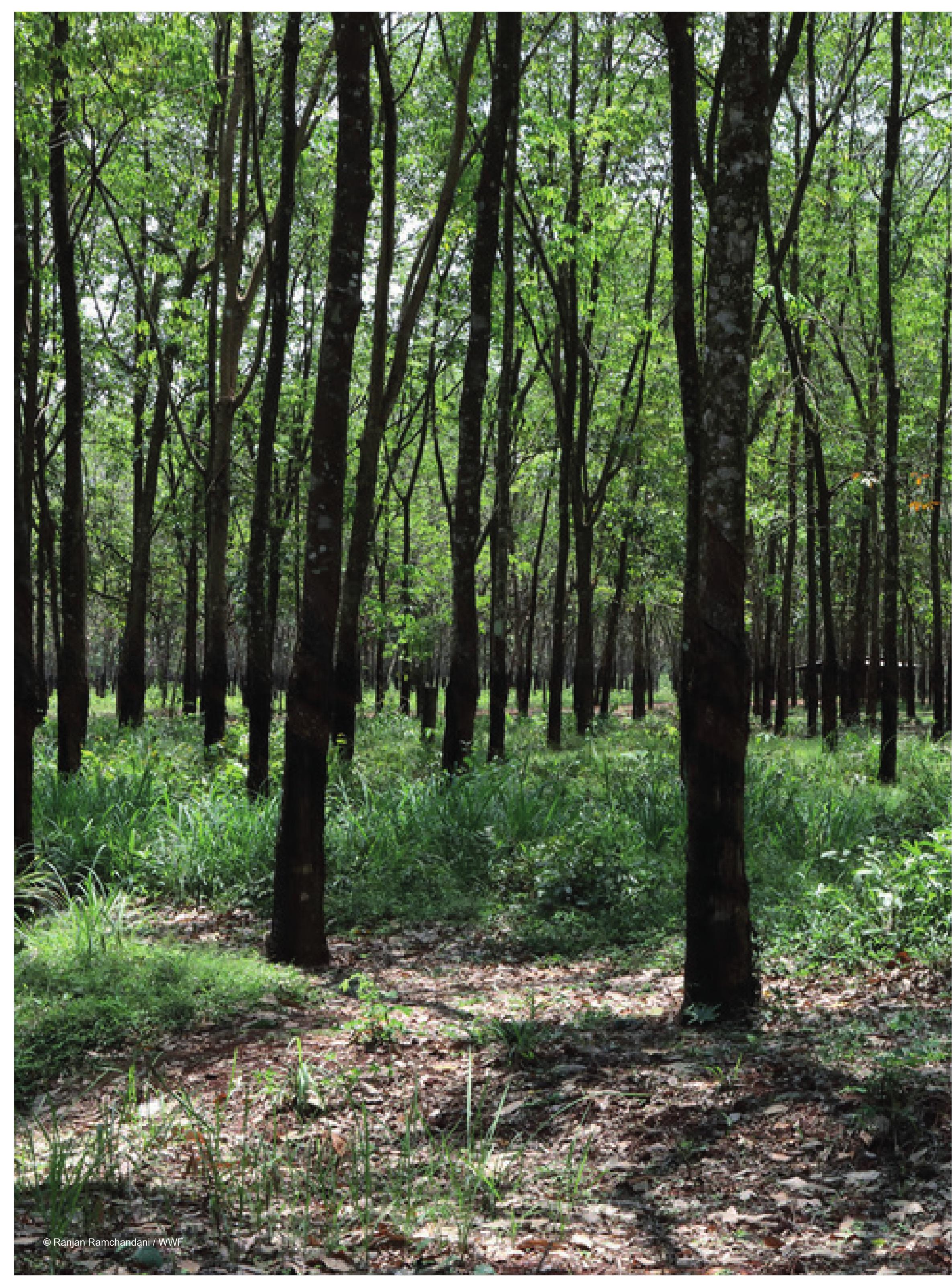 Figure 2 - Mapping the Natural Rubber Value Chain in