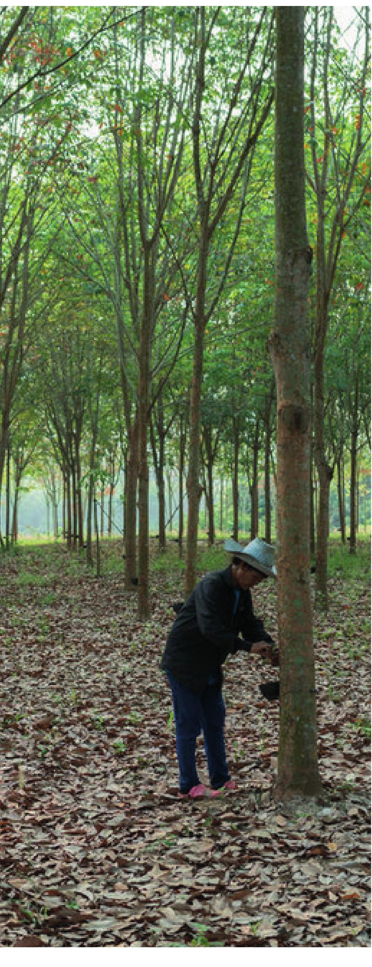 Figure 5 - Mapping the Natural Rubber Value Chain in