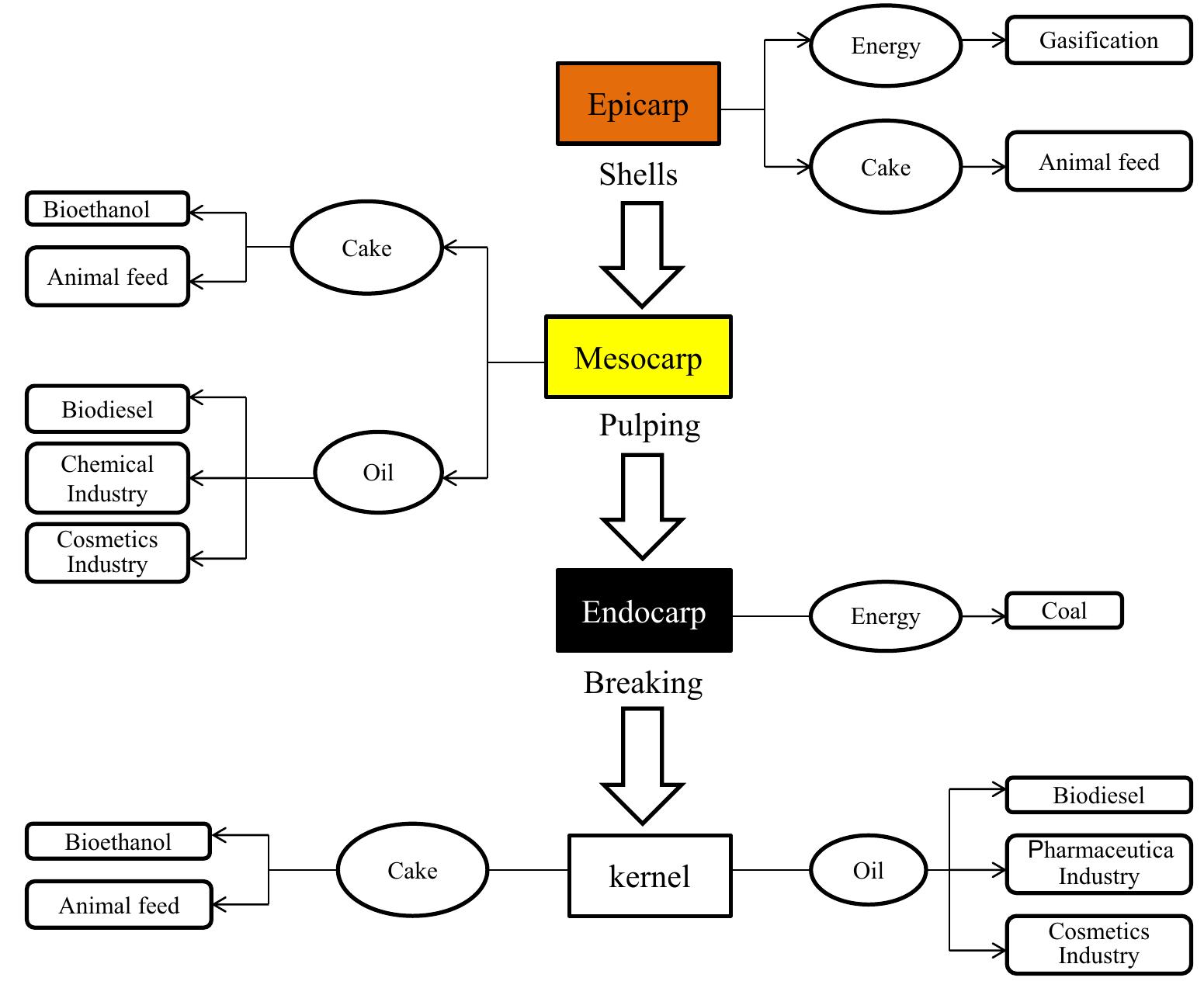 Flowchart of the processing of fruits from acrocomia