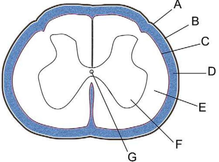Diagram of the spinal cord and meninges (transverse view).