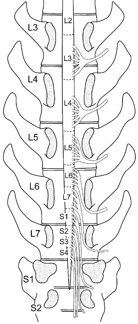 Lumbar spinal cord and nerve roots (dorsal lamina removed)
