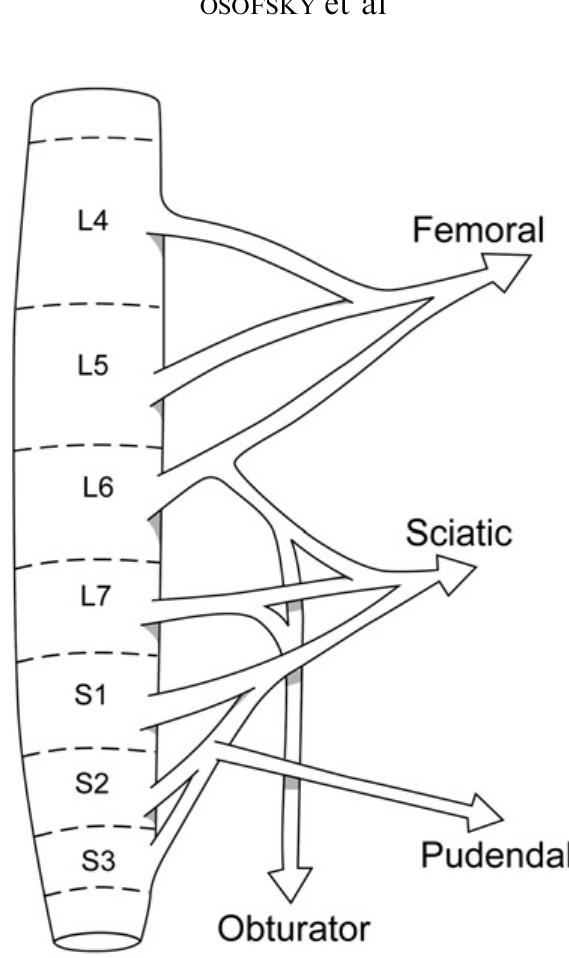 (PDF) Functional Neuroanatomy of the Domestic Rabbit (Oryctolagus ...